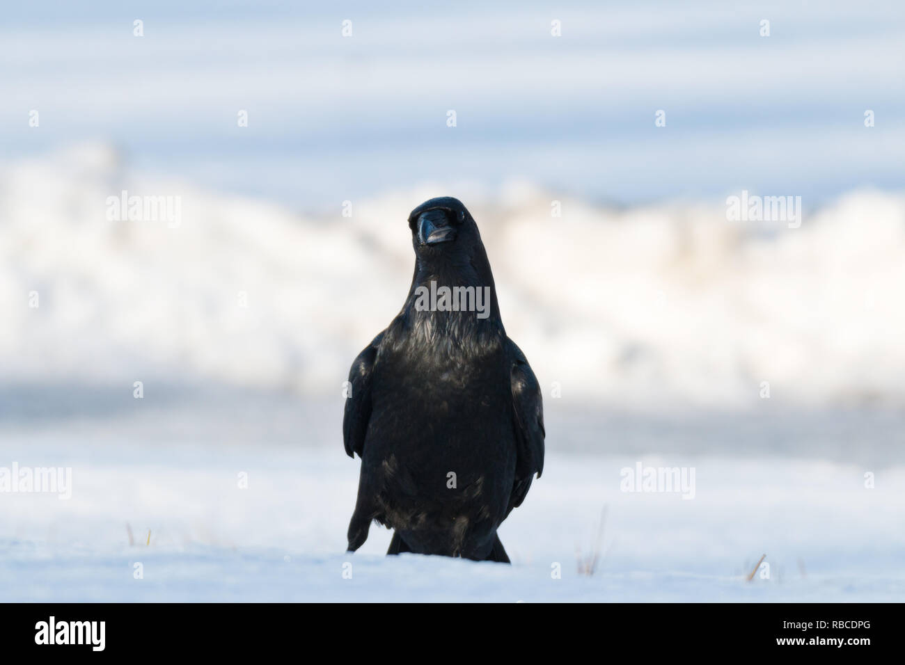 Raven snow hi-res stock photography and images - Alamy