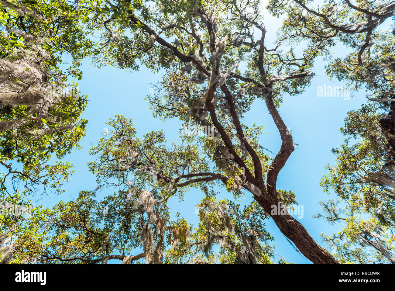 Canopy forest low angle moss hi-res stock photography and images - Alamy