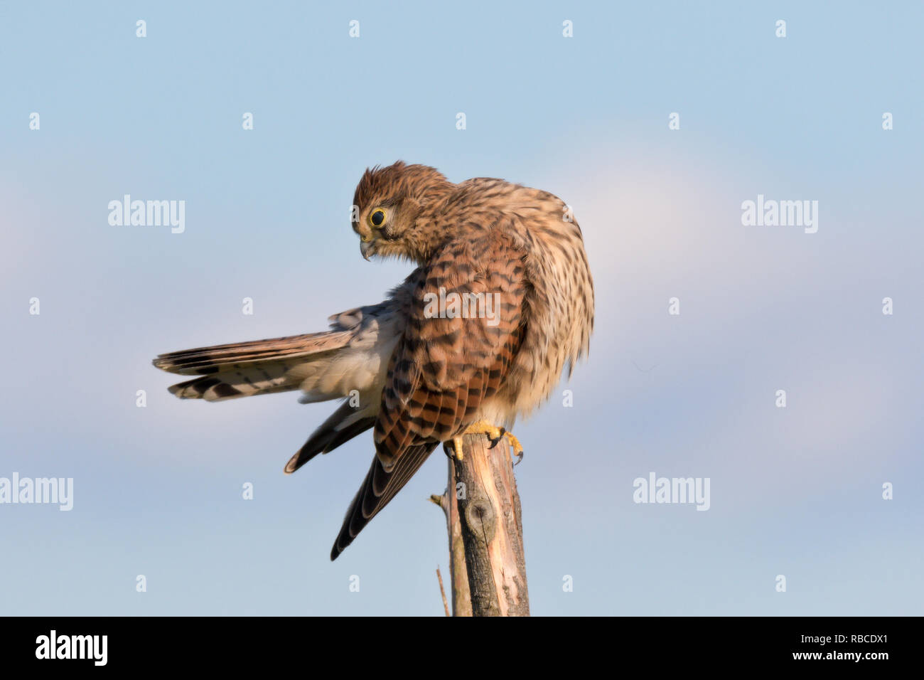 Young kestrel stretching on a fence post Stock Photo - Alamy