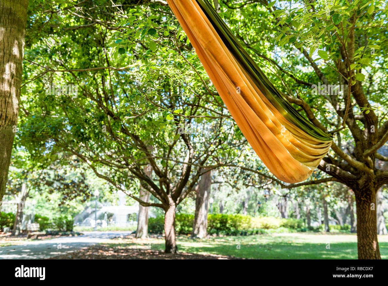 Famous hanging oak tree hi-res stock photography and images - Alamy