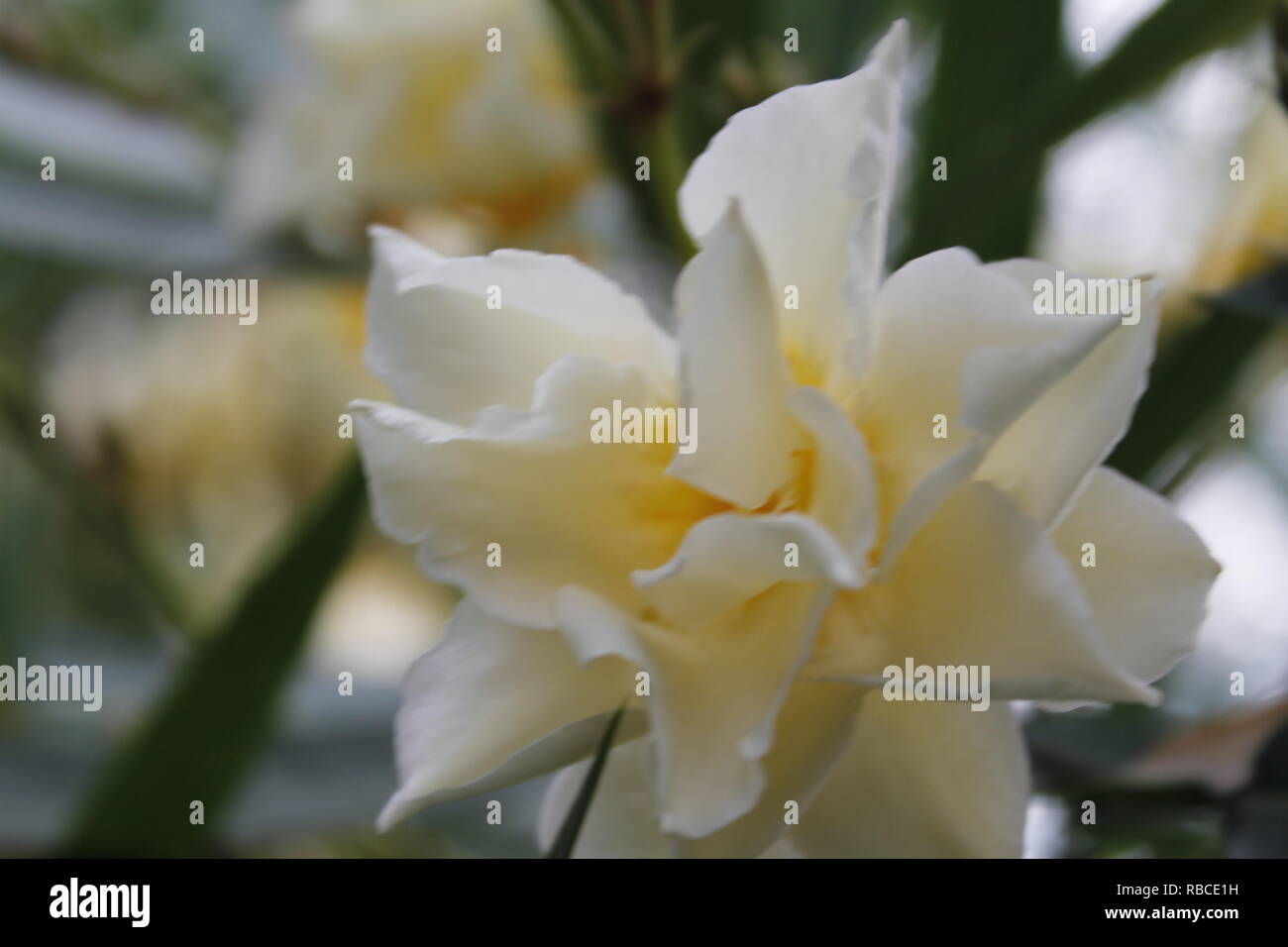 oleander flower in the garden / close up of sweet oleander flower ...