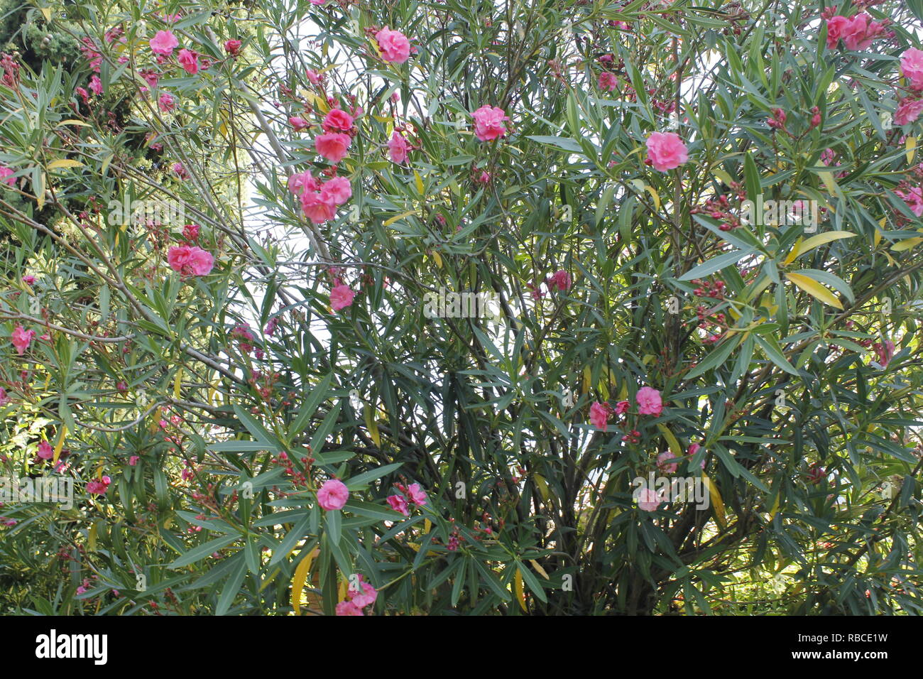 oleander flower in the garden / close up of sweet oleander flower ...