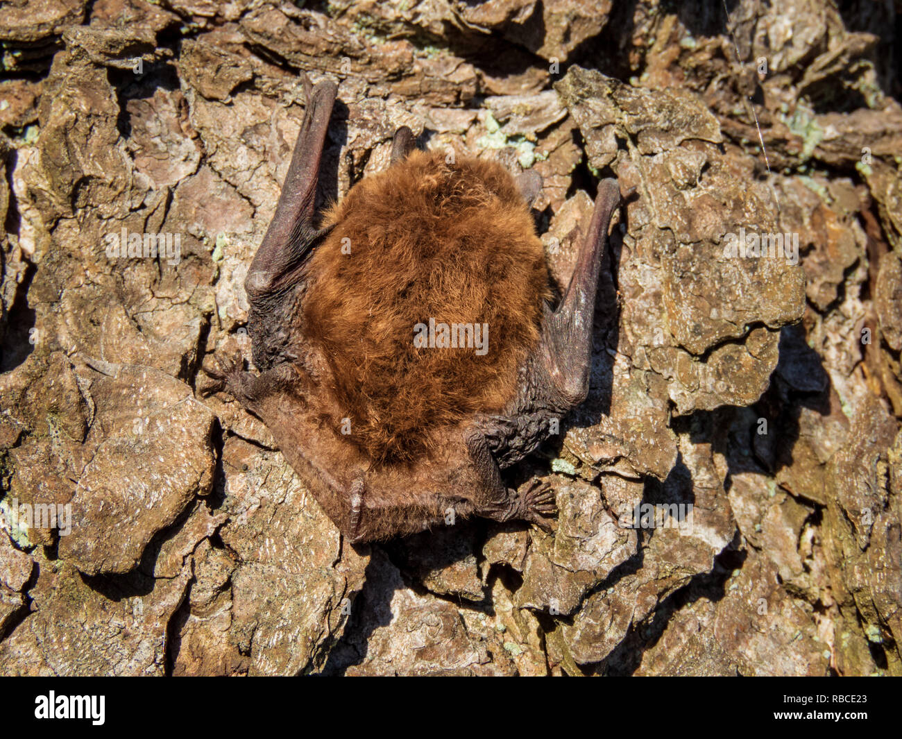 Bat animal small tree hi-res stock photography and images - Alamy