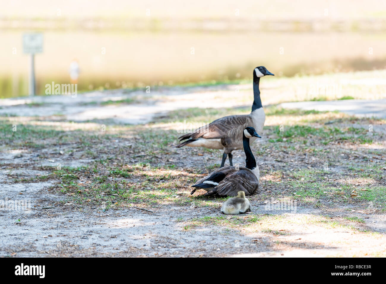 Family with baby gosling goose birds chick on lawn grass plants, cute ...