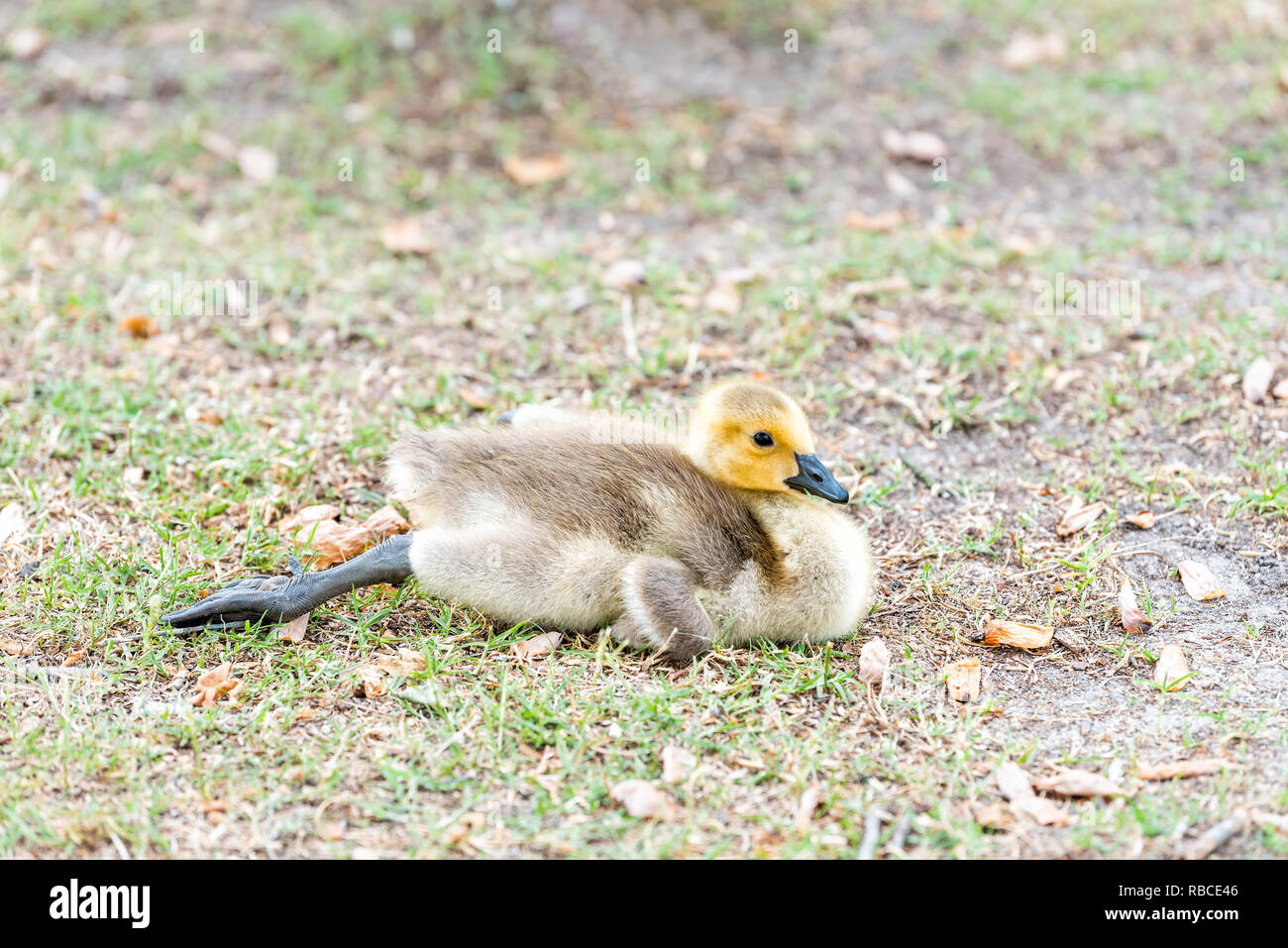 Closeup of one baby gosling goose bird chick on lawn grass lying down ...