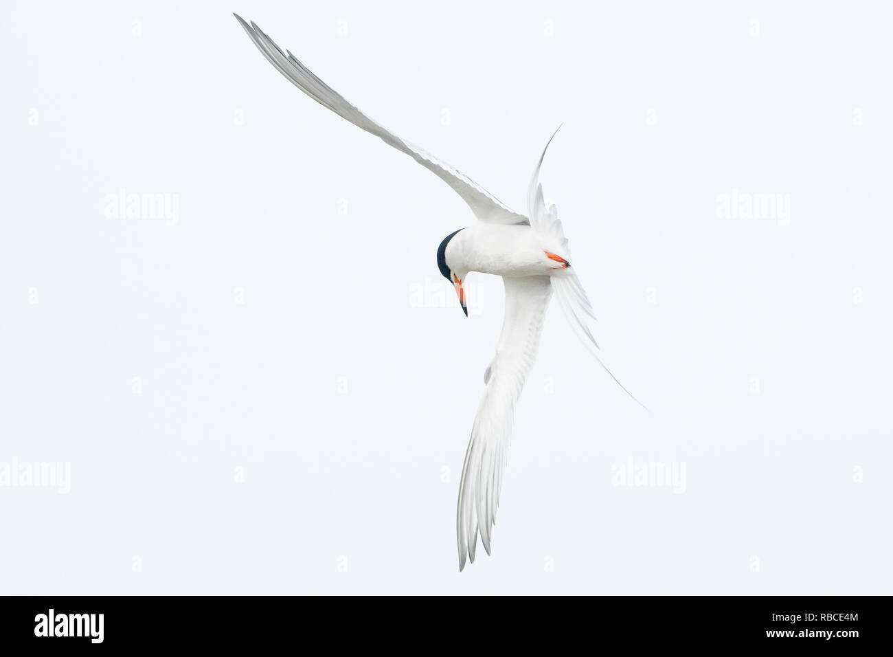 Forster's tern flight Stock Photo - Alamy