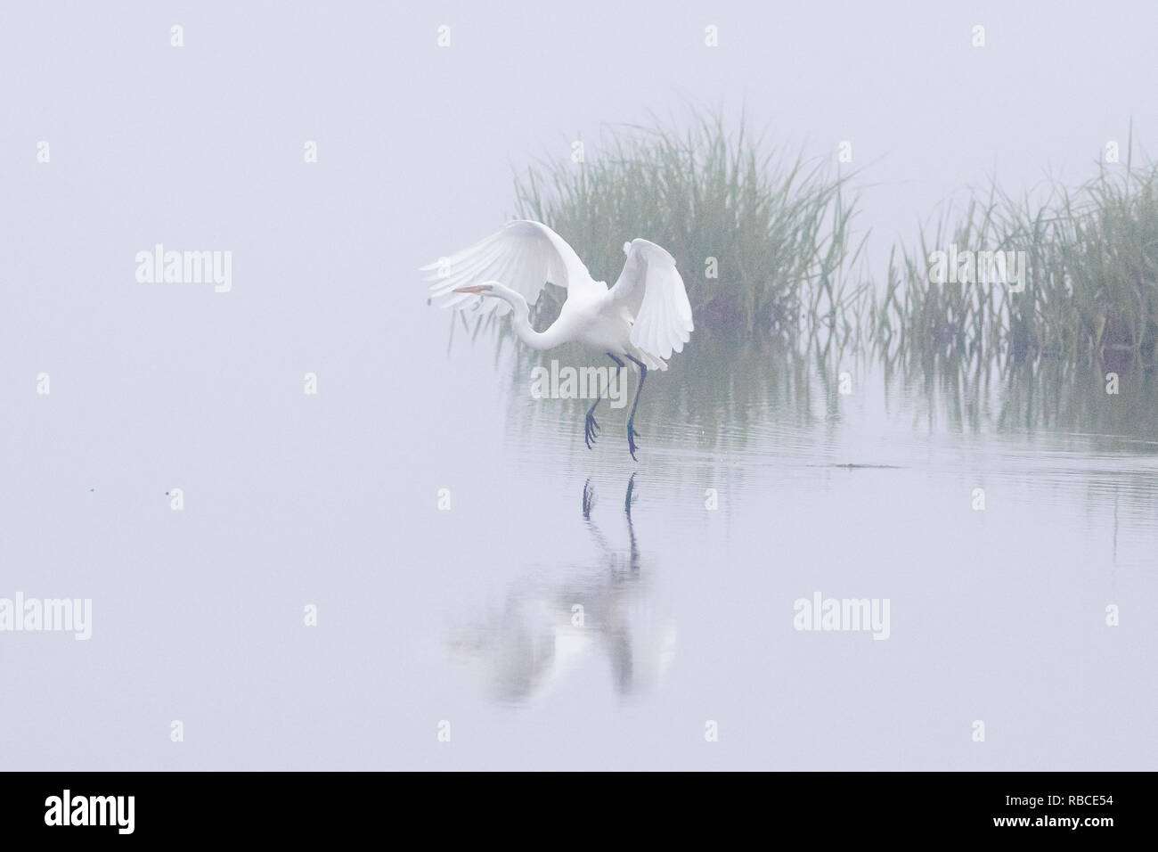 National bird of jamaica hi-res stock photography and images - Alamy