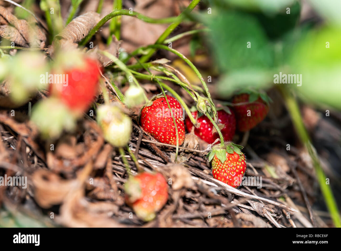 Strawberries on the vine hi-res stock photography and images - Alamy