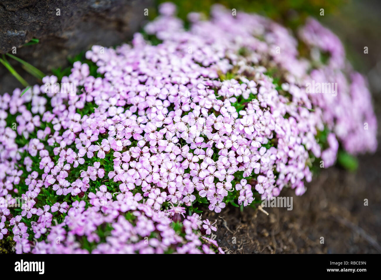 Moss campion silene acaulis blooming hi-res stock photography and ...