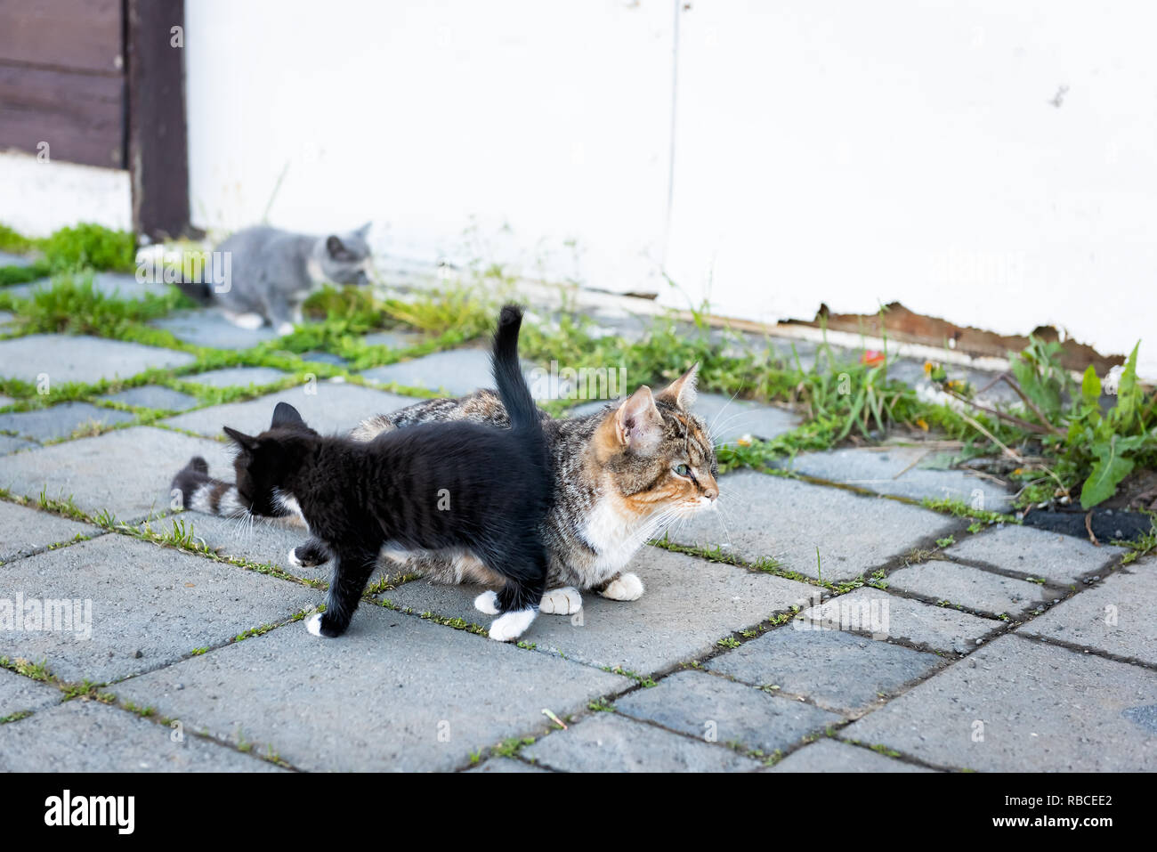 Calico mother stray farm cat and small black and grey kitten bonding ...