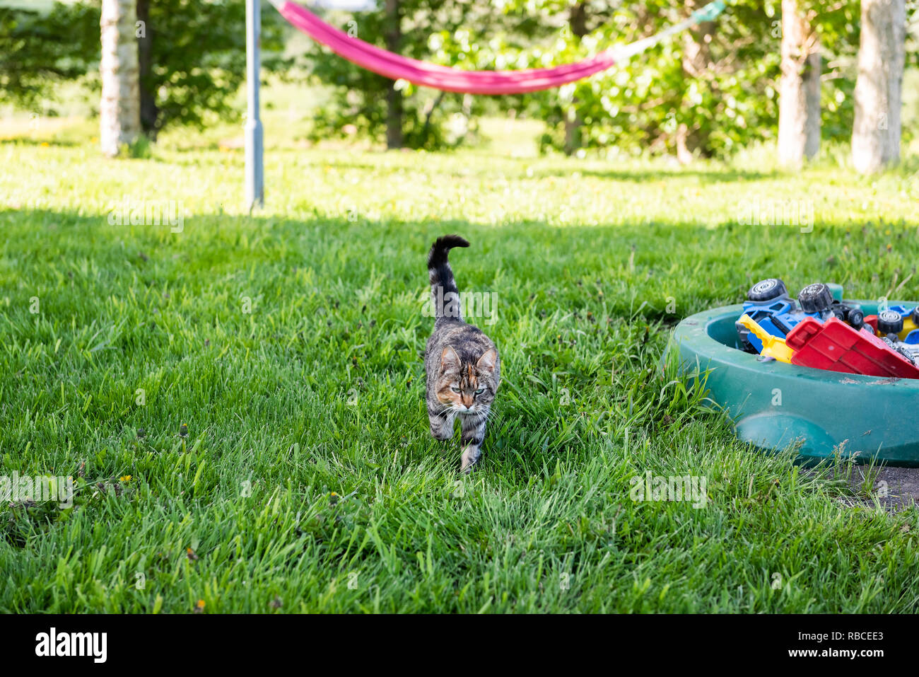 Calico outdoor stray farm cat walking front straight to camera on green ...
