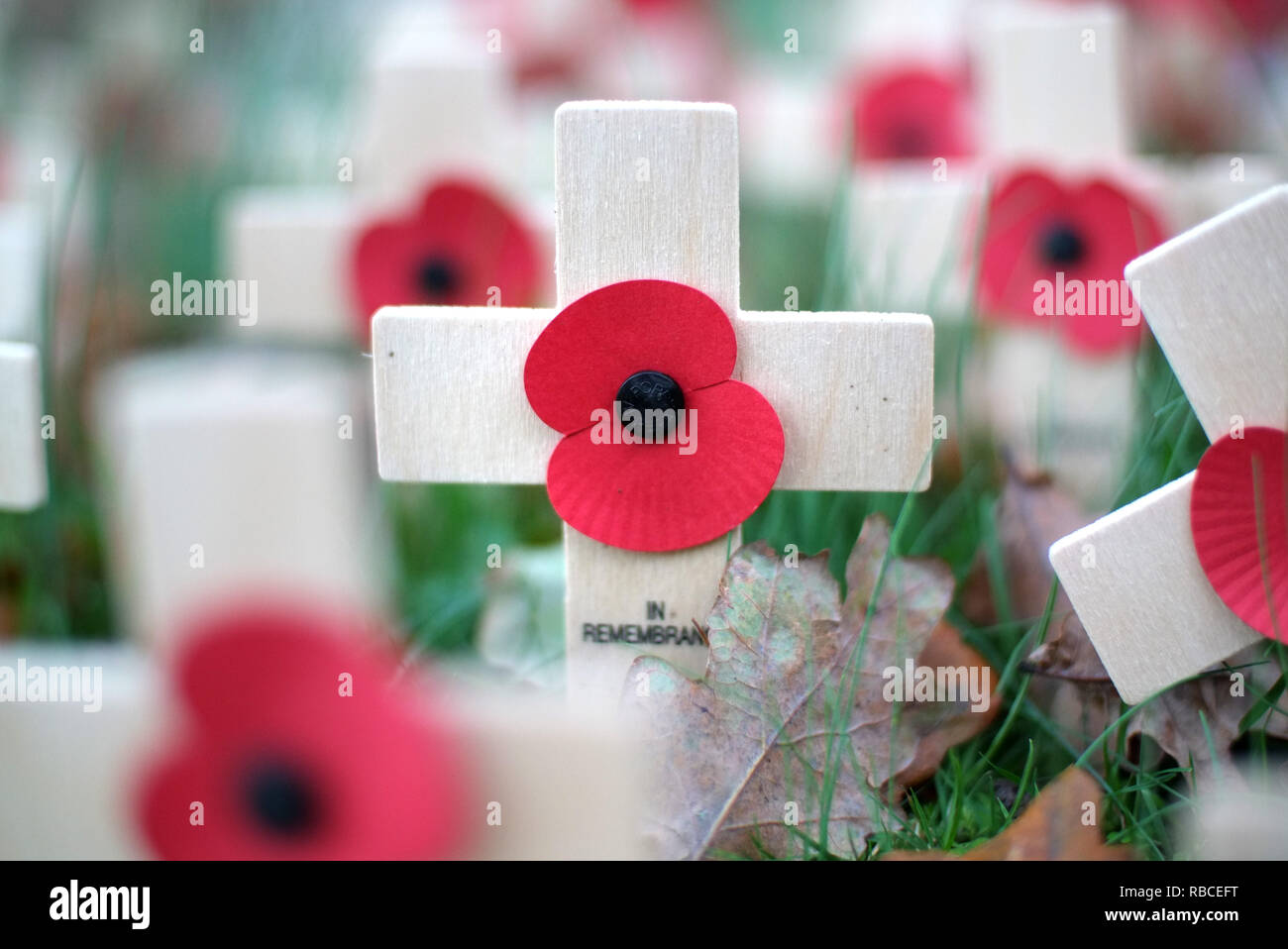 Remembrance Day crosses and poppies Stock Photo - Alamy
