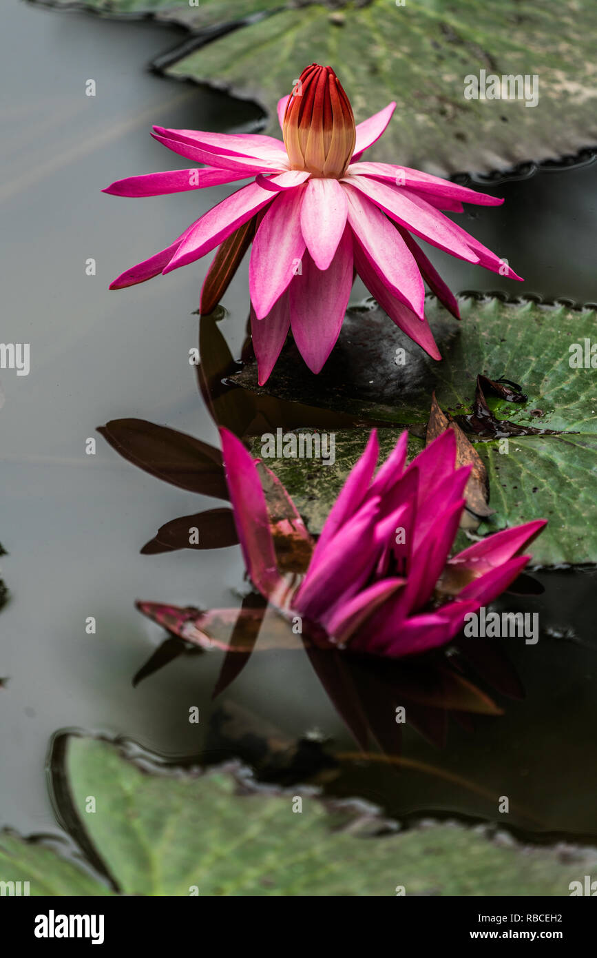 Pink lotus flowers hi-res stock photography and images - Alamy