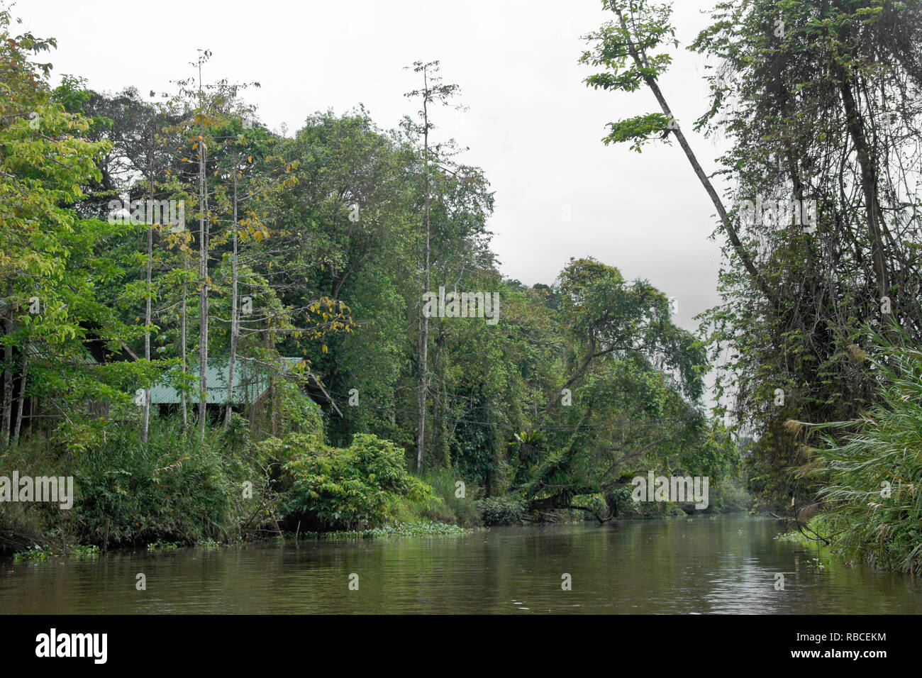 House in forest along Kinabatangan River (Sungai Kinabatangan) near ...