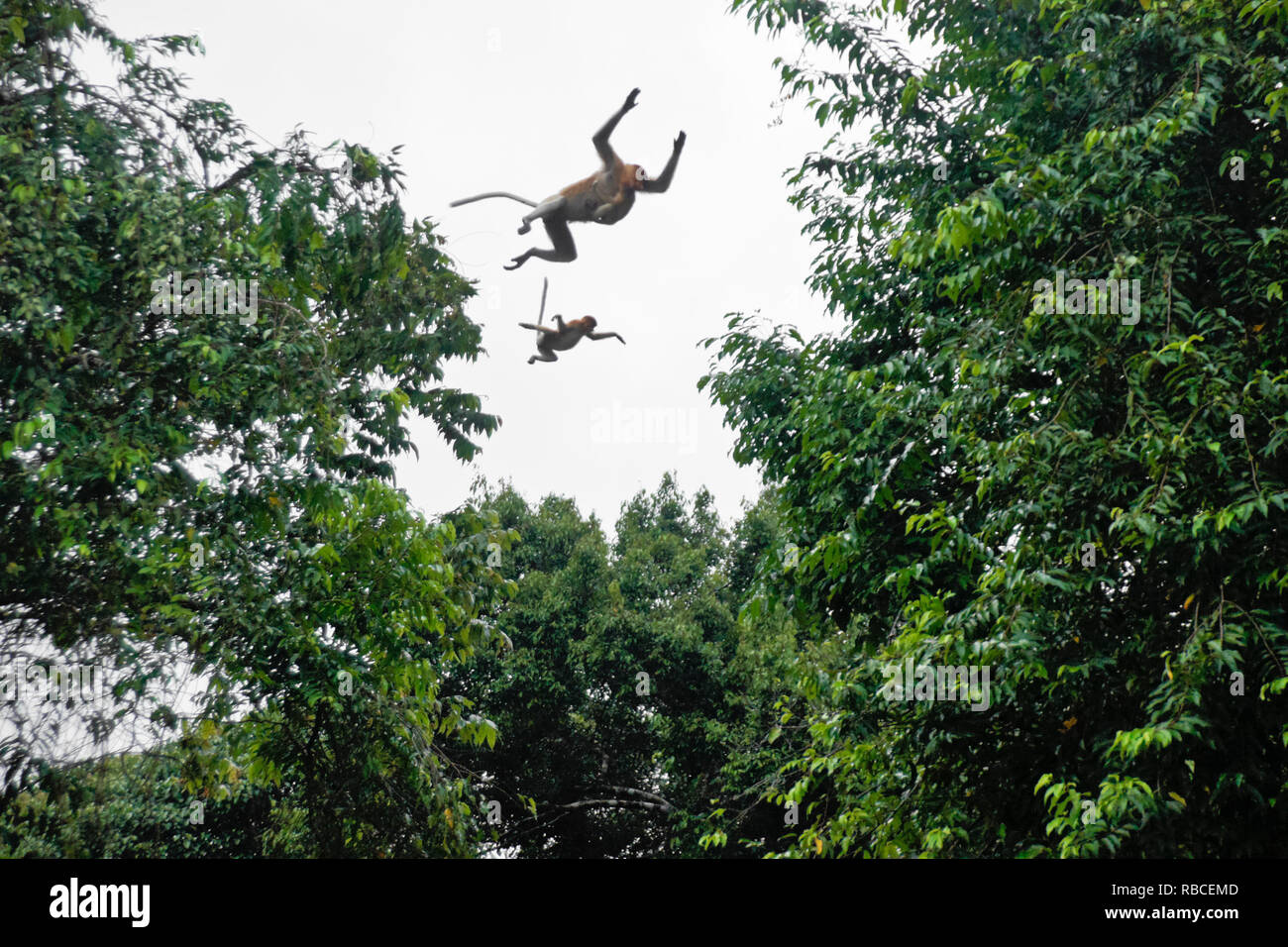 Wild proboscis (long-nosed) monkeys jumping between trees along Sungai ...
