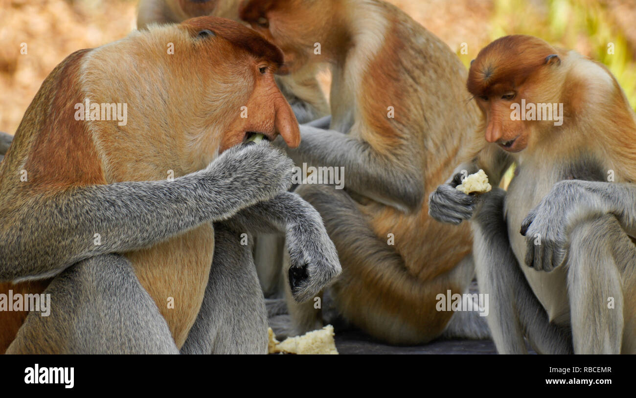 Group of male proboscis (long-nosed) monkeys eating, Sabah (Borneo ...