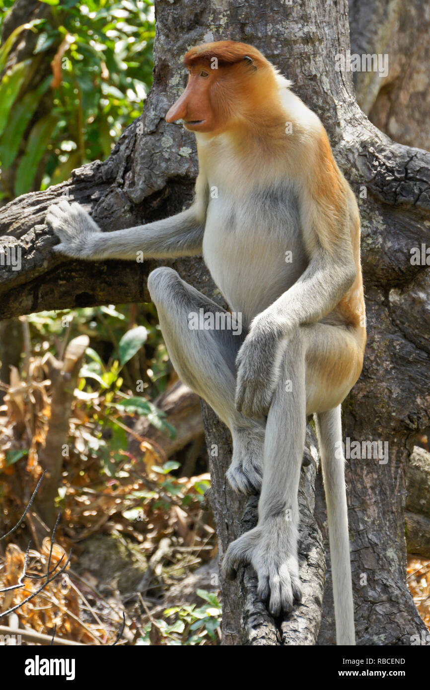 Male proboscis (long-nosed) monkey sitting on tree branch, Sabah ...