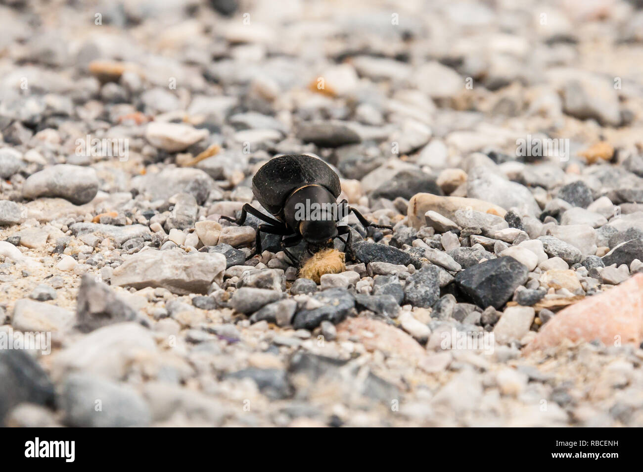 Big black beetle eating small grain on pebbles ground Stock Photo - Alamy