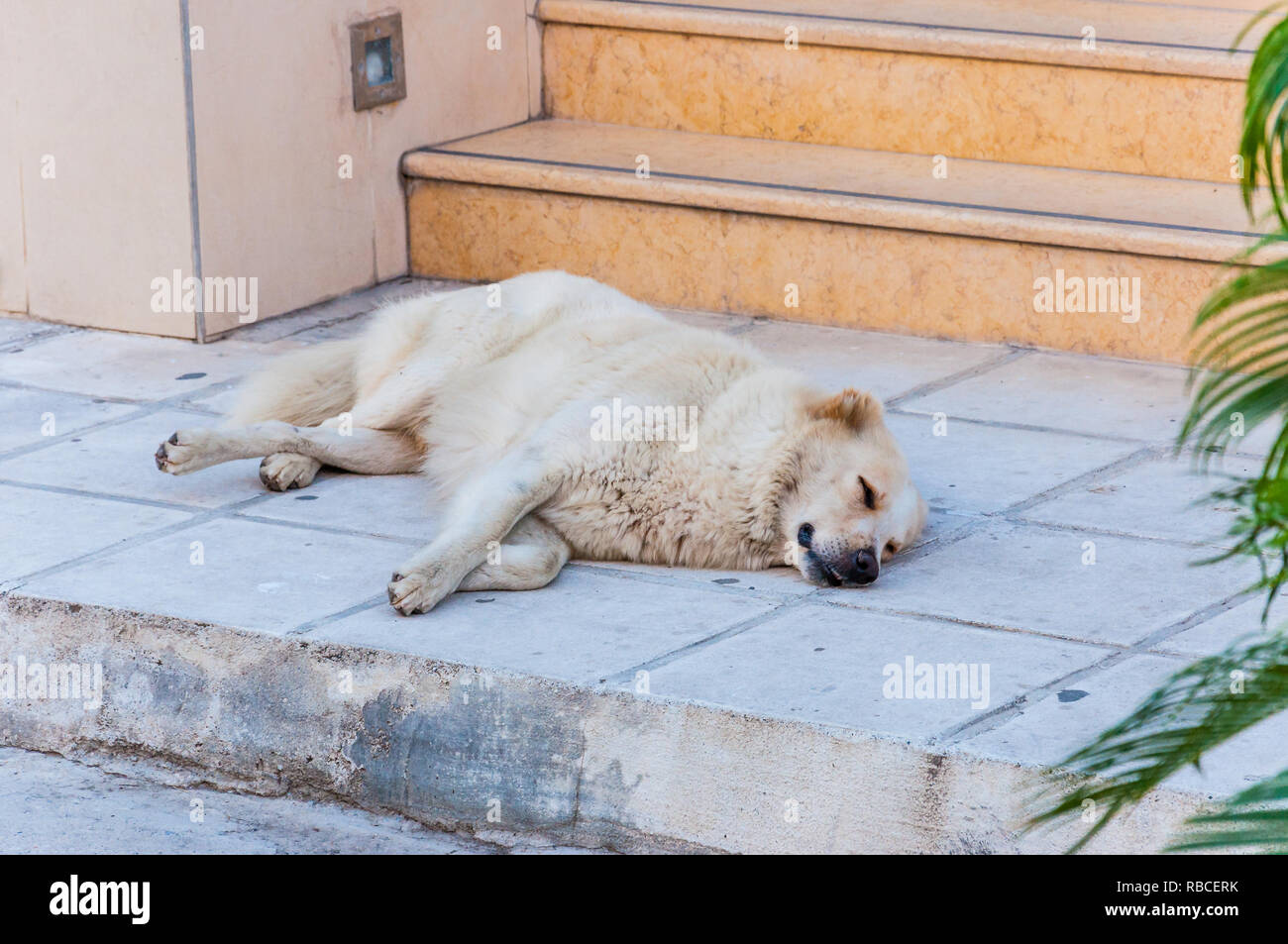 Big white street dog lying down, sleeping on the ground on pavement in ...