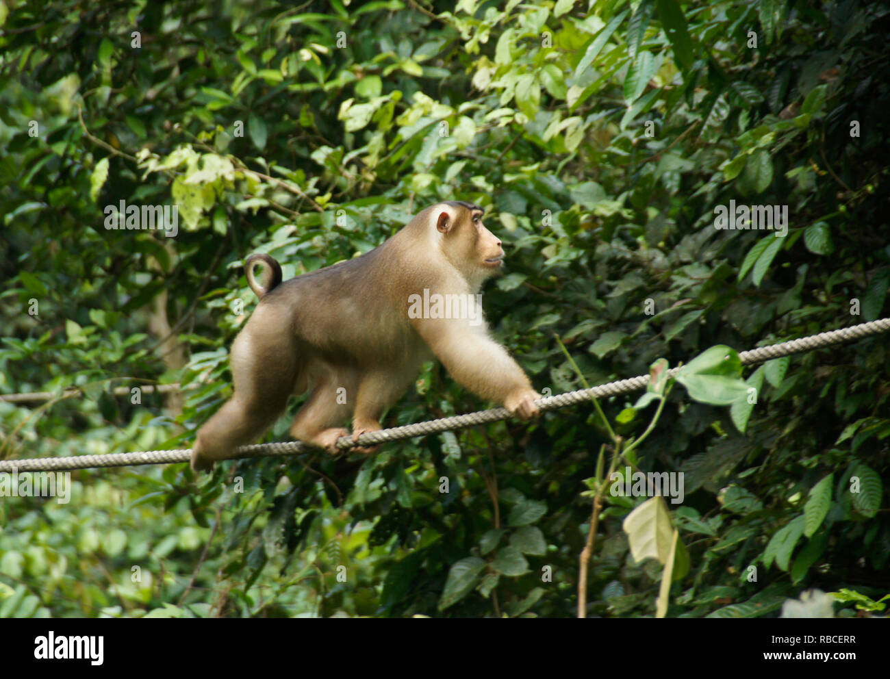 Male pig-tailed macaque (pig-tail macaque, southern pig-tailed macaque ...