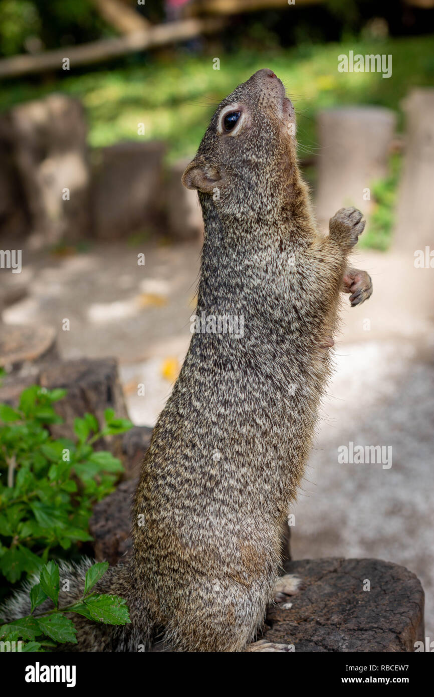 Squirrel stand close-up Stock Photo - Alamy