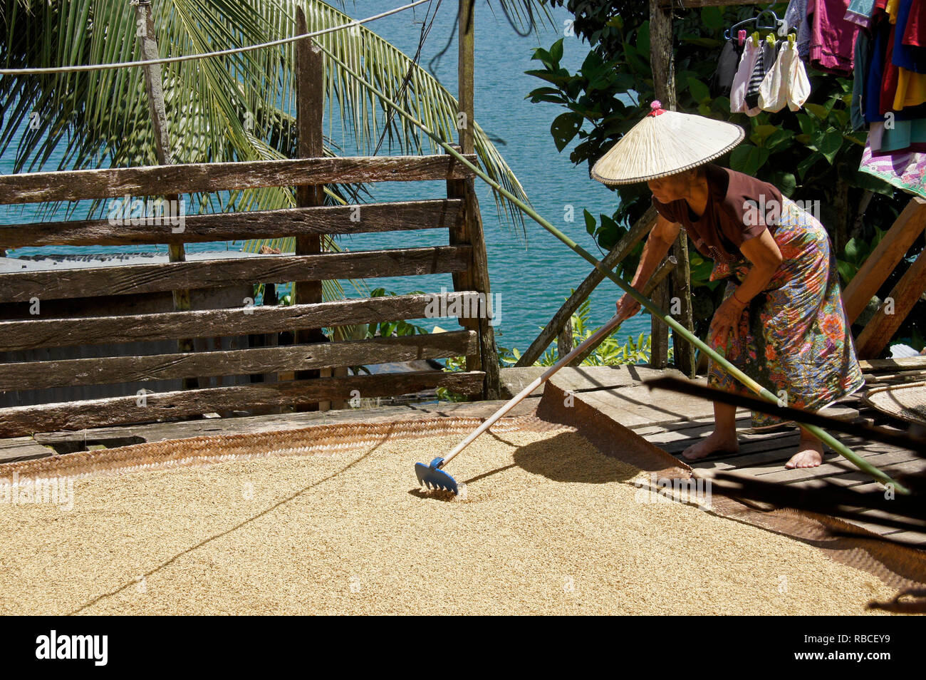 Iban woman spreading rice to dry in sun, Mengkak Longhouse, Batang Ai ...