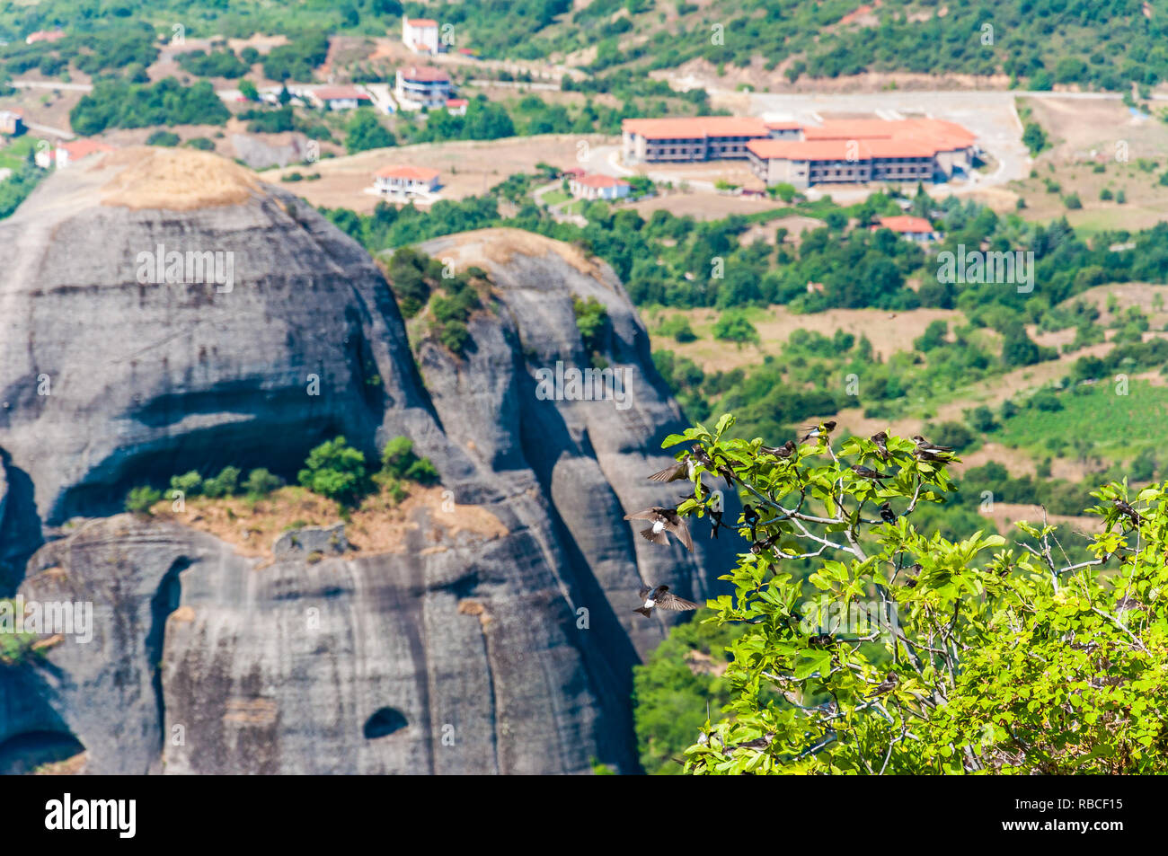Group of swallows sitting on high growing mountain tree with panoramic ...