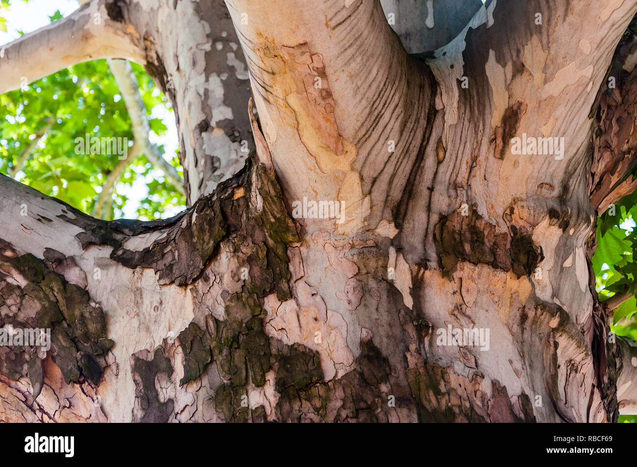 Thick and aged Ficus Sycomorus or Sycamore tree trunk bark texture ...