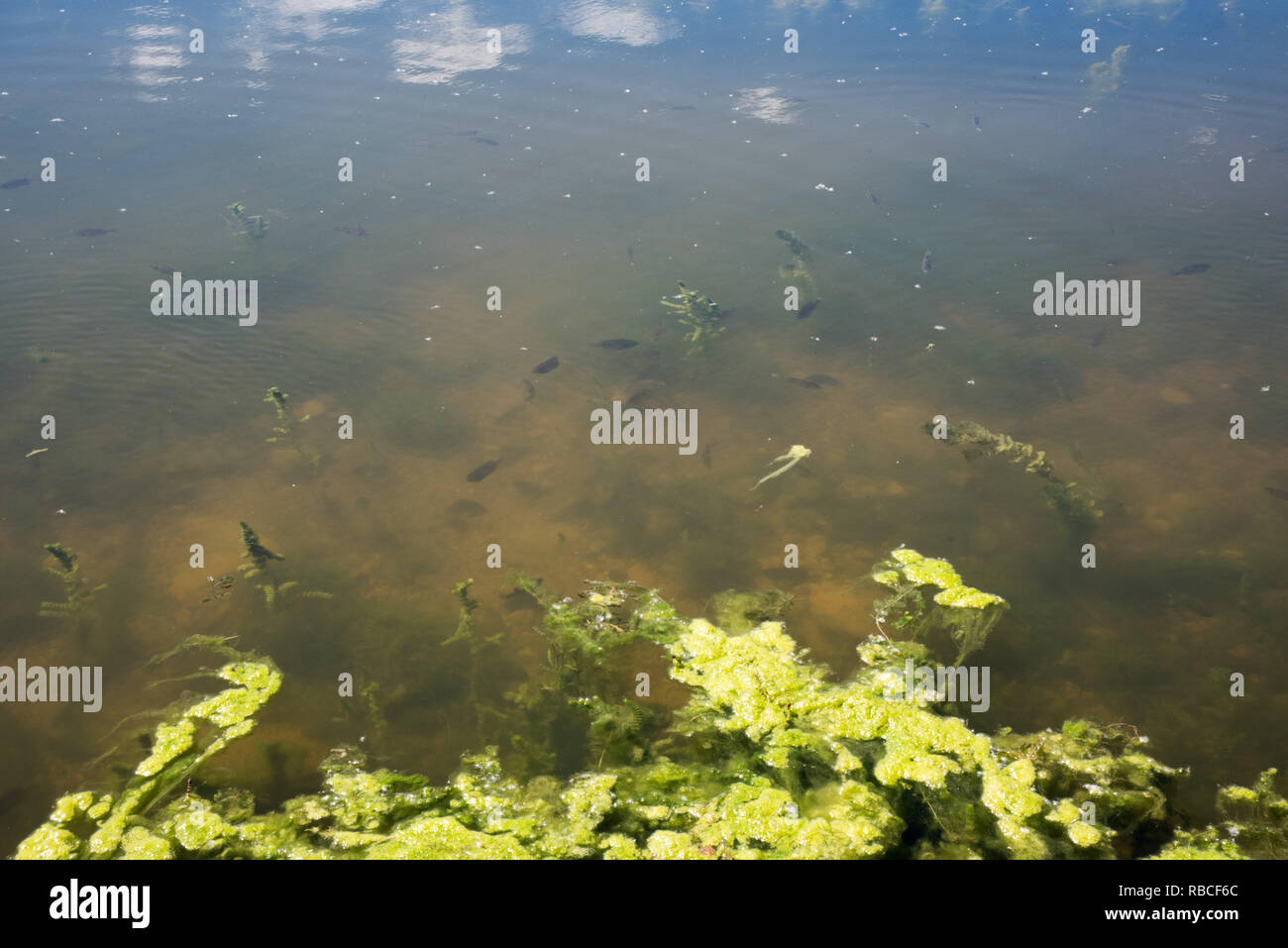 Fish swimming in the lake habitat with natural algae growth at the ...
