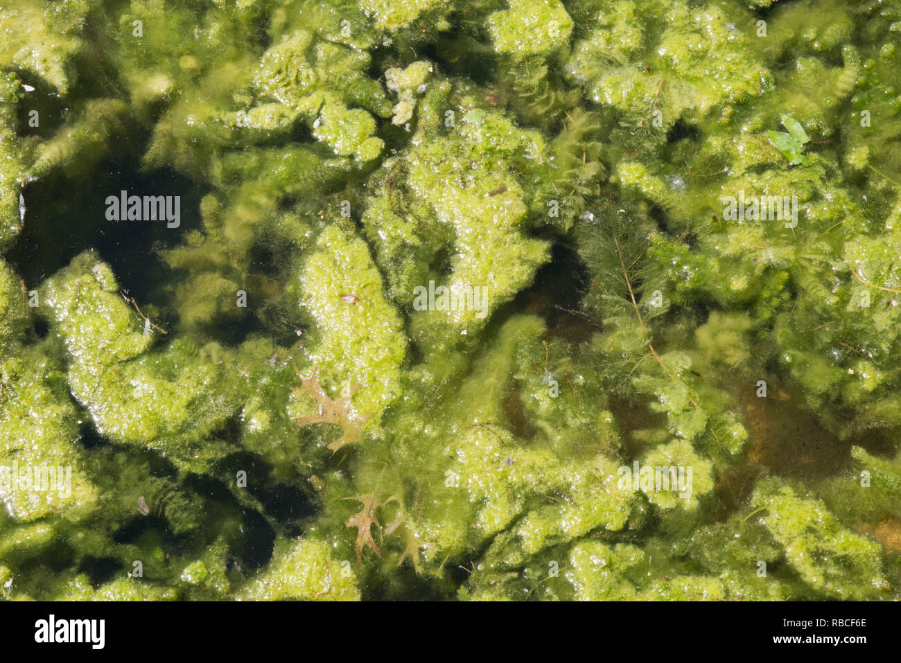 Closeup of the algae growth on the water surface at the Herrick Lake ...