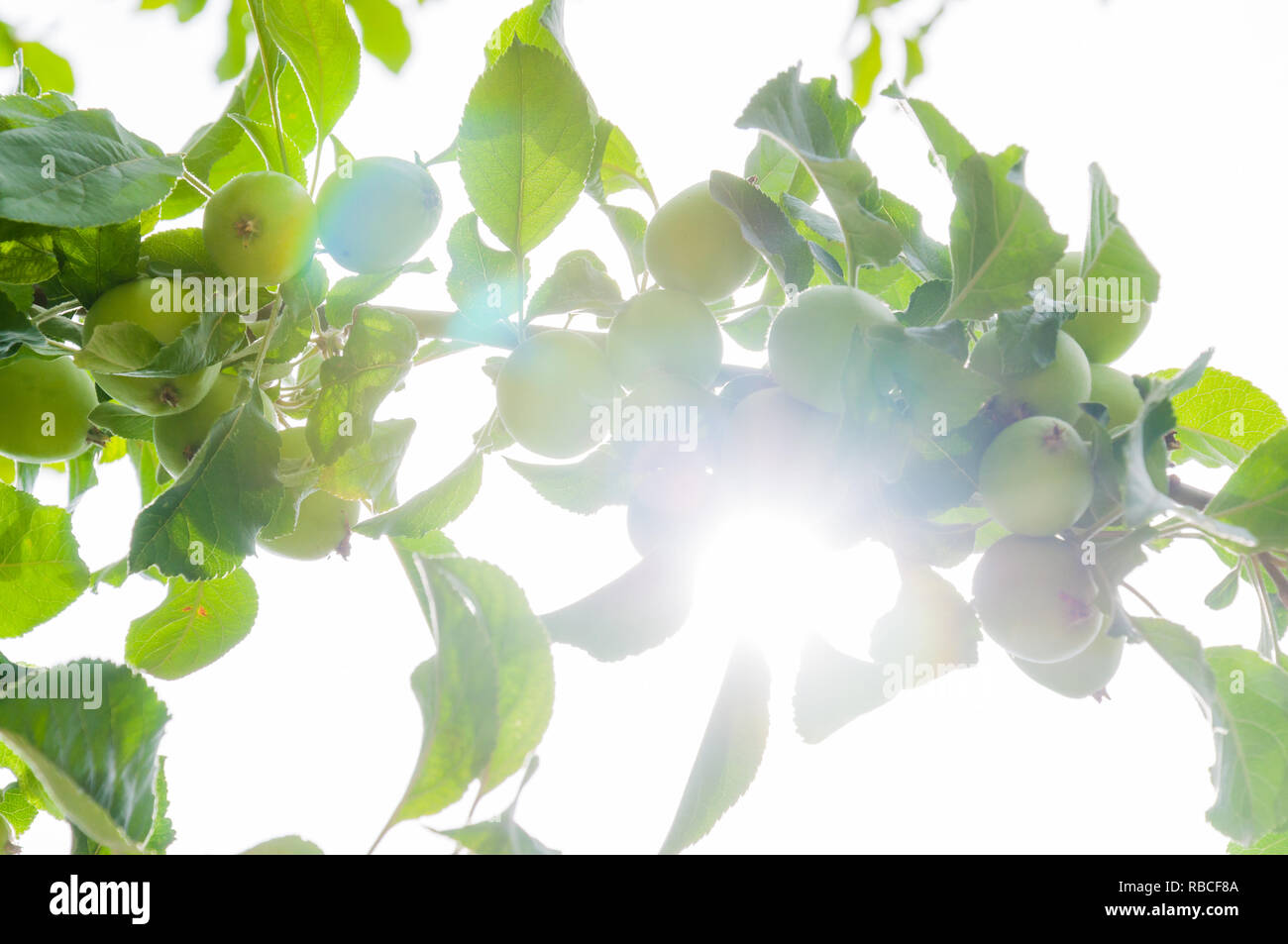 Sun rays penetrating through the apple tree crown branches and leaves ...