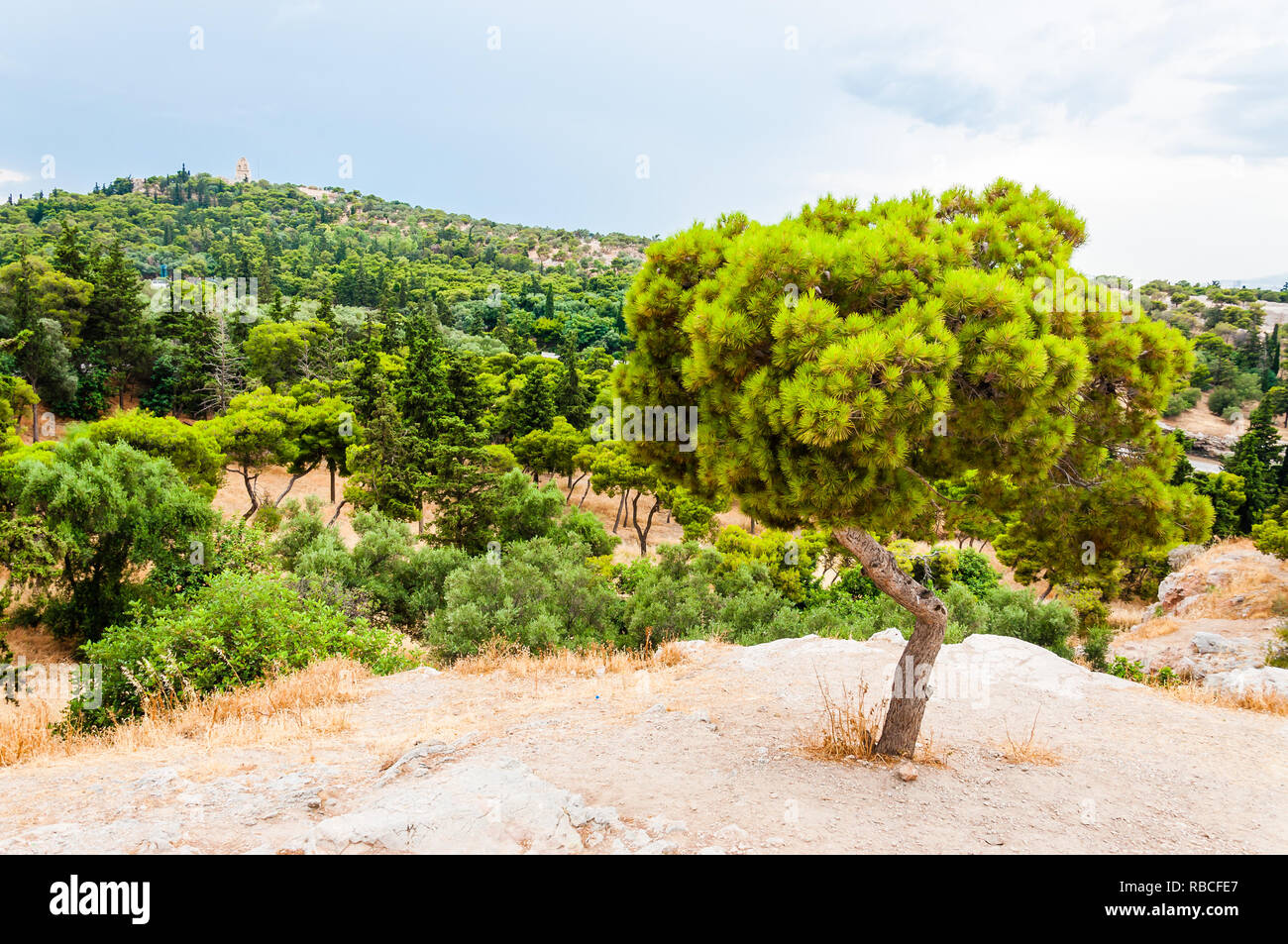Landscape view on amazing Greek pine tree with curved trunk growing on ...