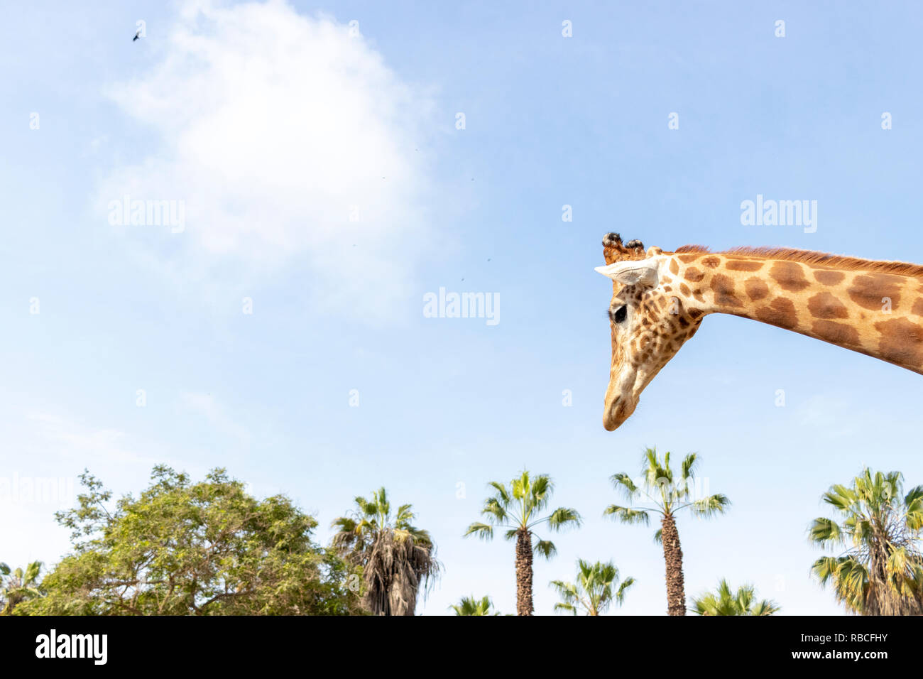 Cute giraffe under the blue sky Stock Photo - Alamy