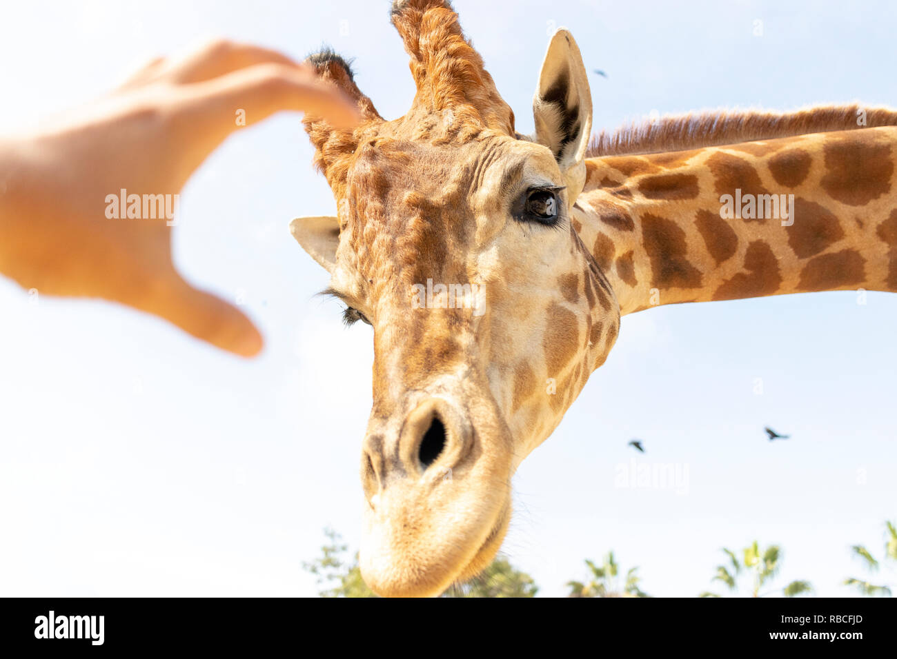 Giraffe close giraffe tanzania giraffe kenya giraffe africa giraffe ...