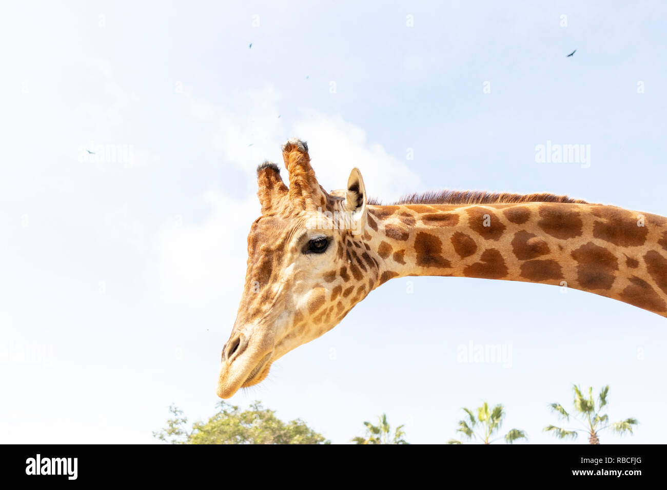 Cute giraffe under the blue sky Stock Photo - Alamy