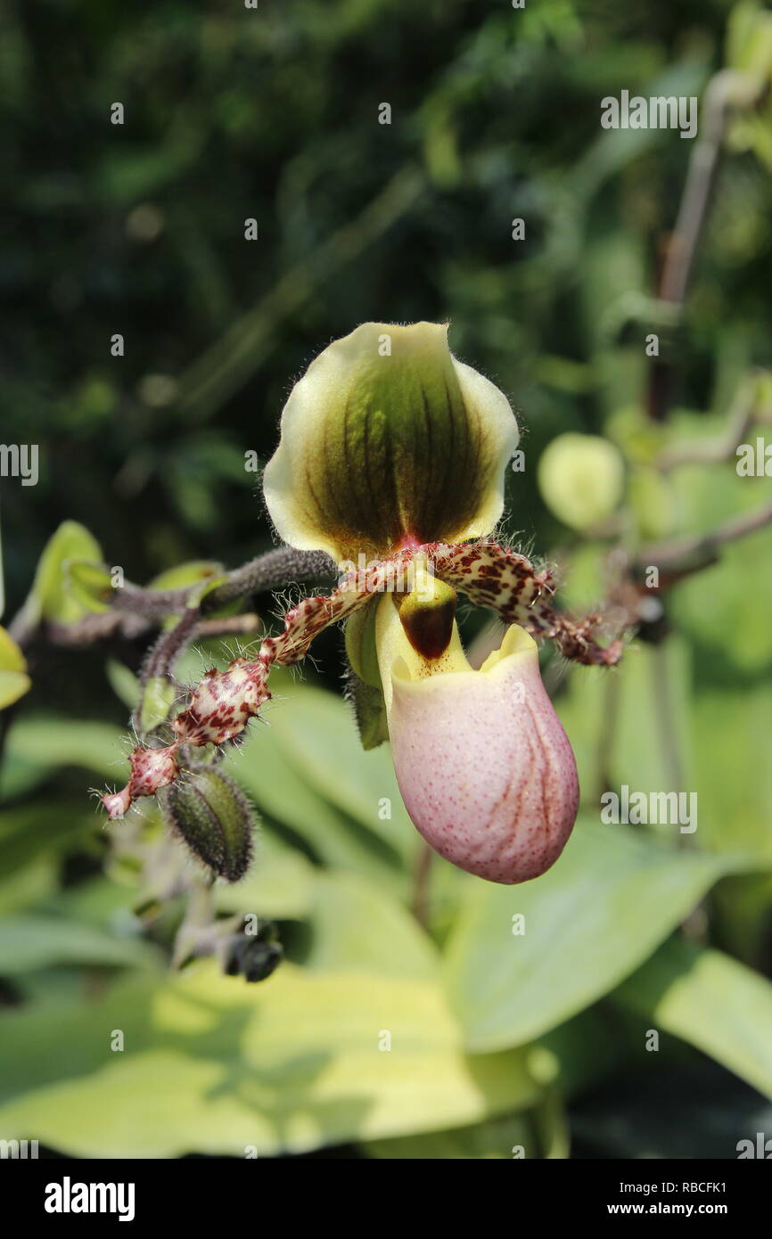 Nepenthes (Tropical Pitcher Plant Stock Photo - Alamy