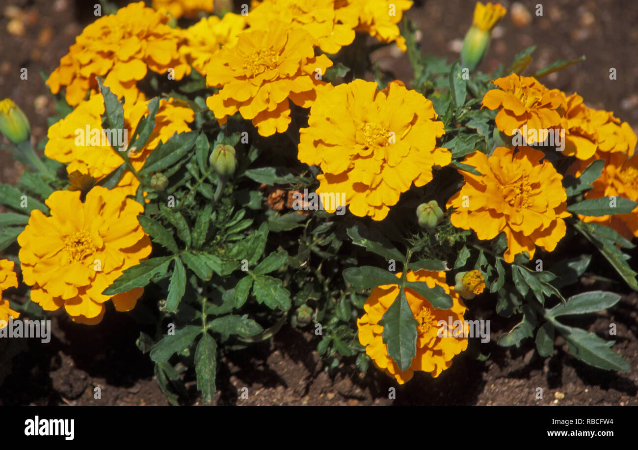 TAGETES PATULA 'AURORA ORANGE' KNOWN AS FRENCH MARIGOLDS Stock Photo ...