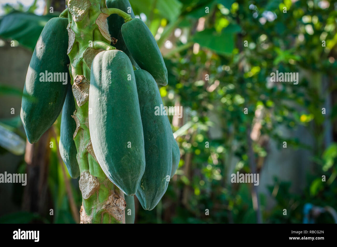 Closeup papaya hi-res stock photography and images - Alamy