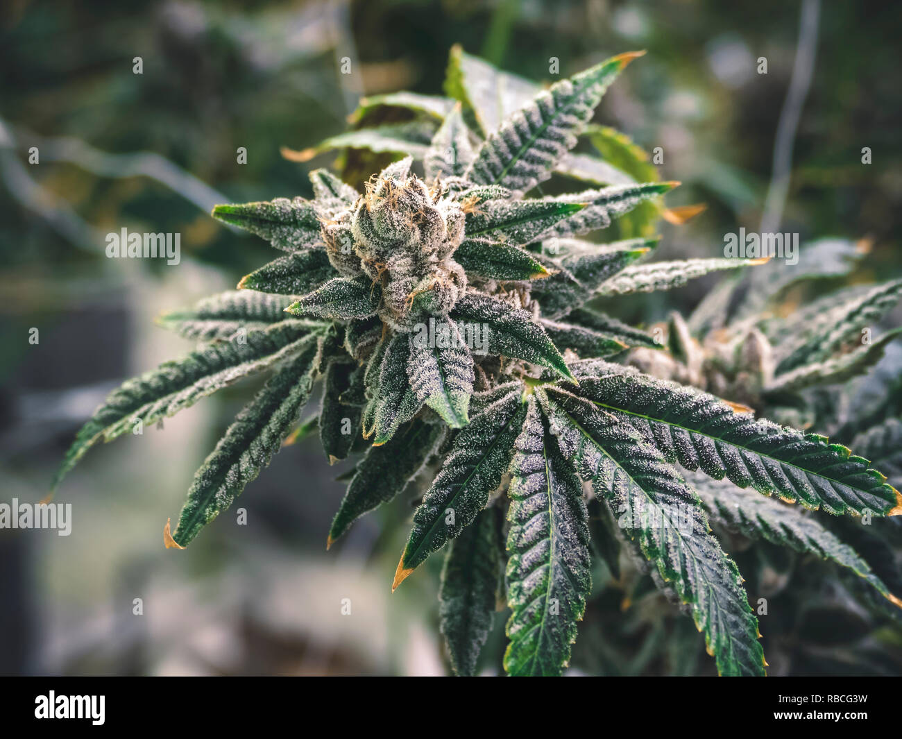 Indoor cannabis plant branch hi-res stock photography and images - Alamy