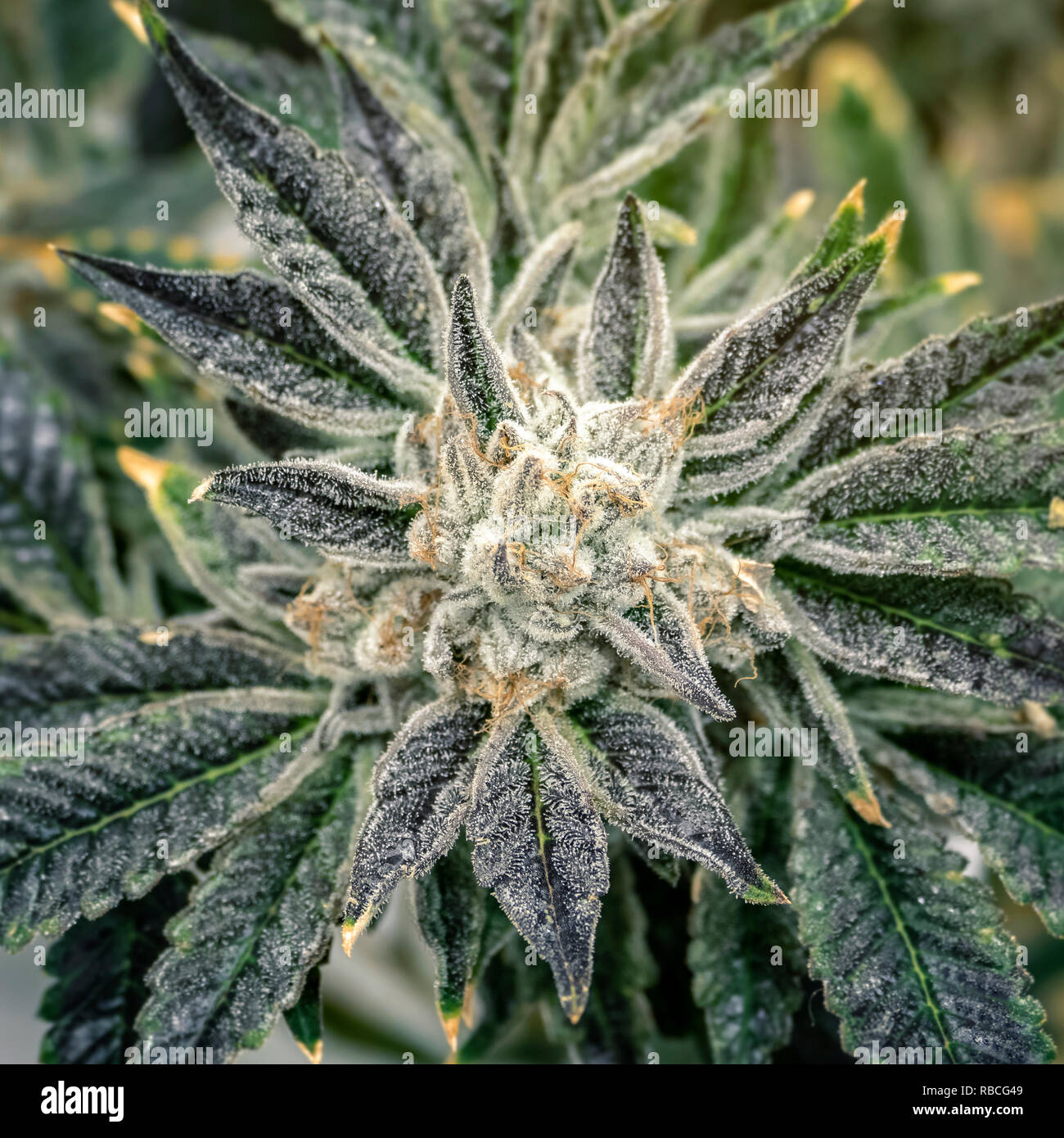 Cannabis culture hi-res stock photography and images - Alamy
