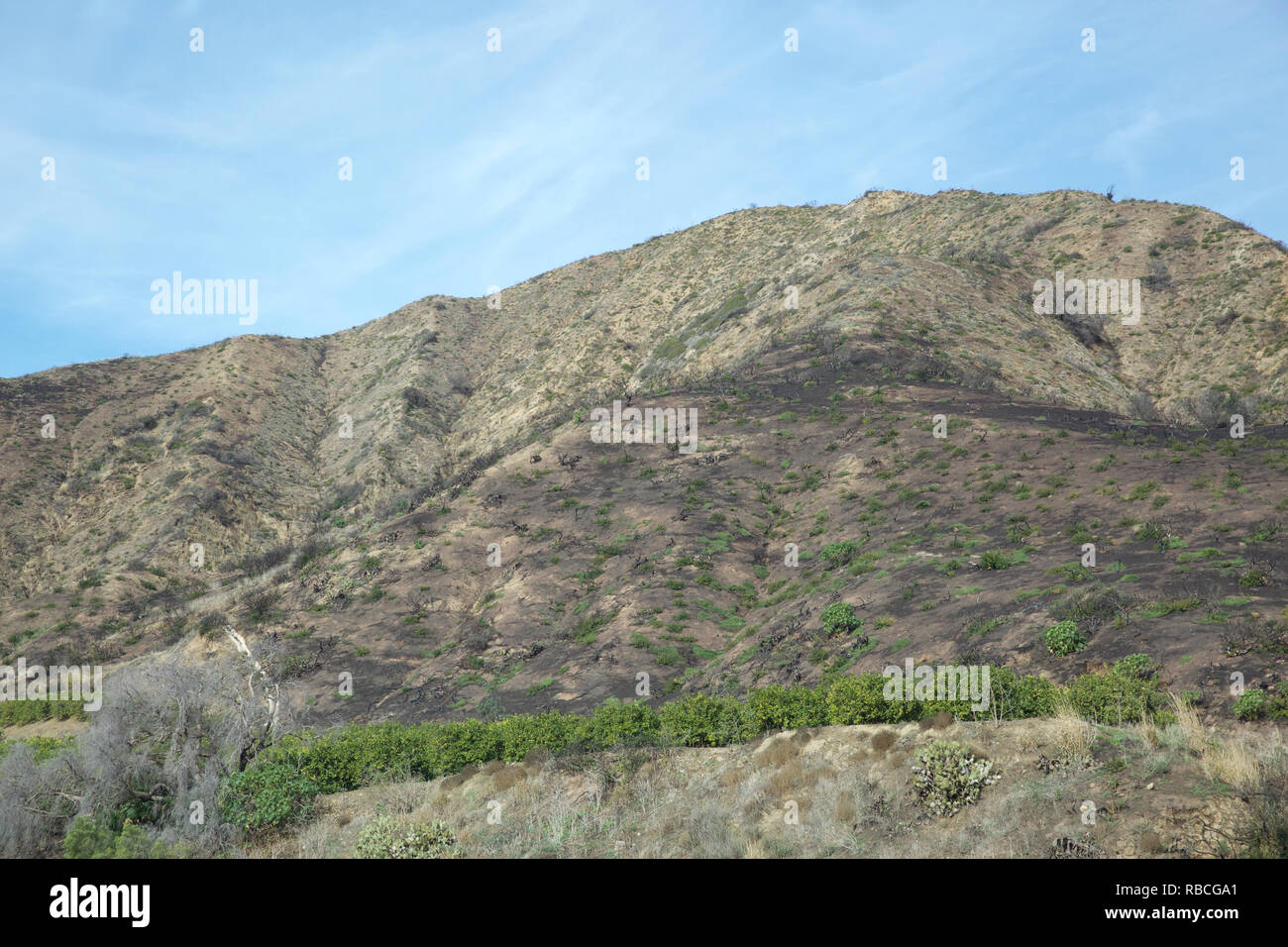 Hillside in the desert near Santa Cruz, California,USA Stock Photo - Alamy