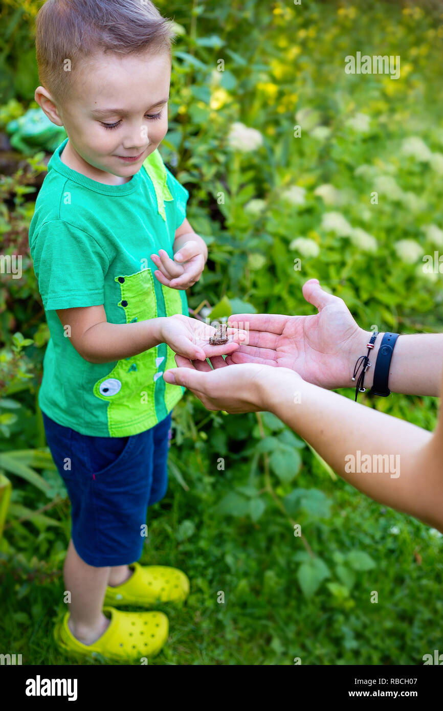 A little boy is playing with a frog in nature. Kids discovery Stock ...