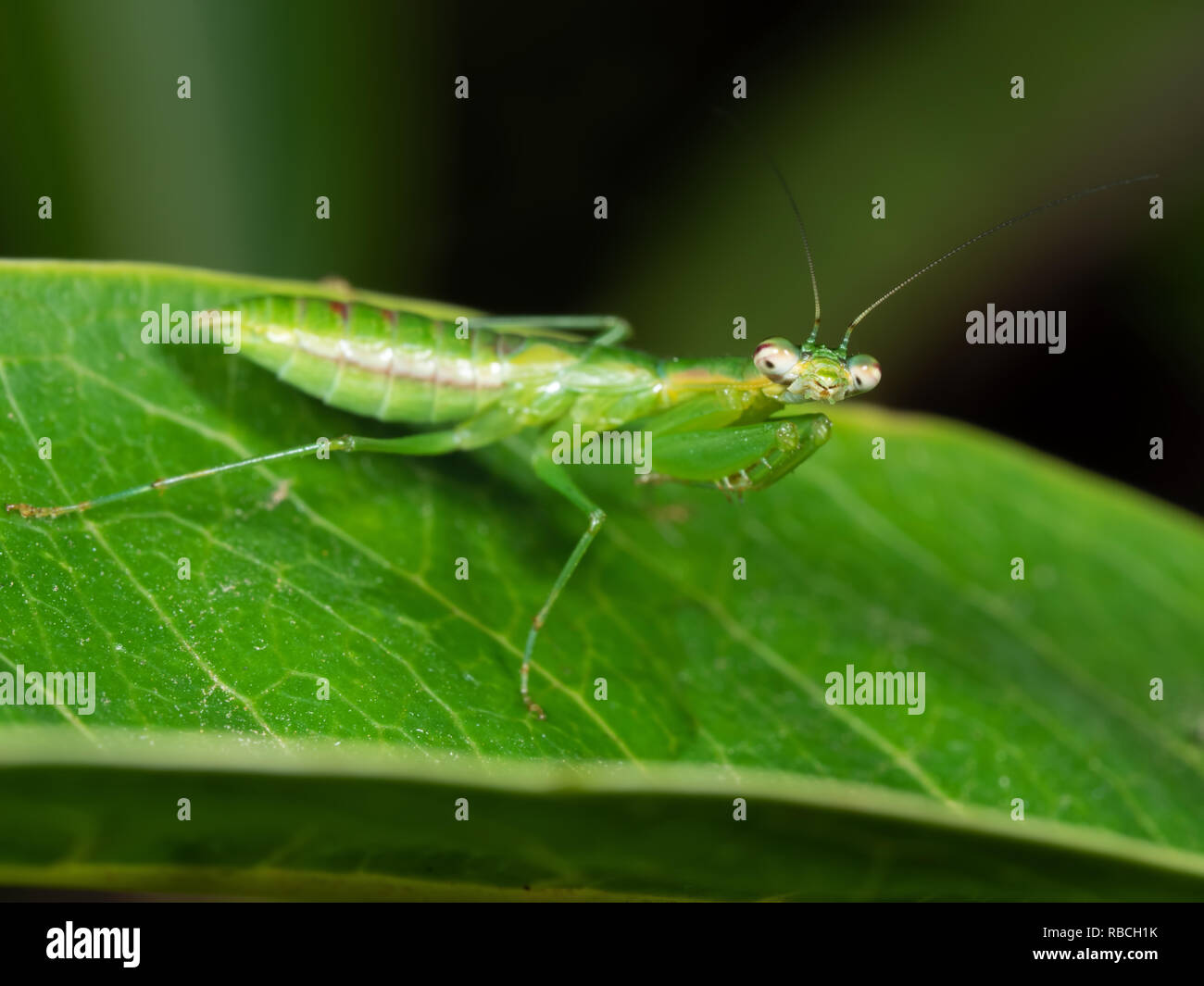 Macro Photography of Praying Mantis Camouflage on Green Leaf, Selective ...