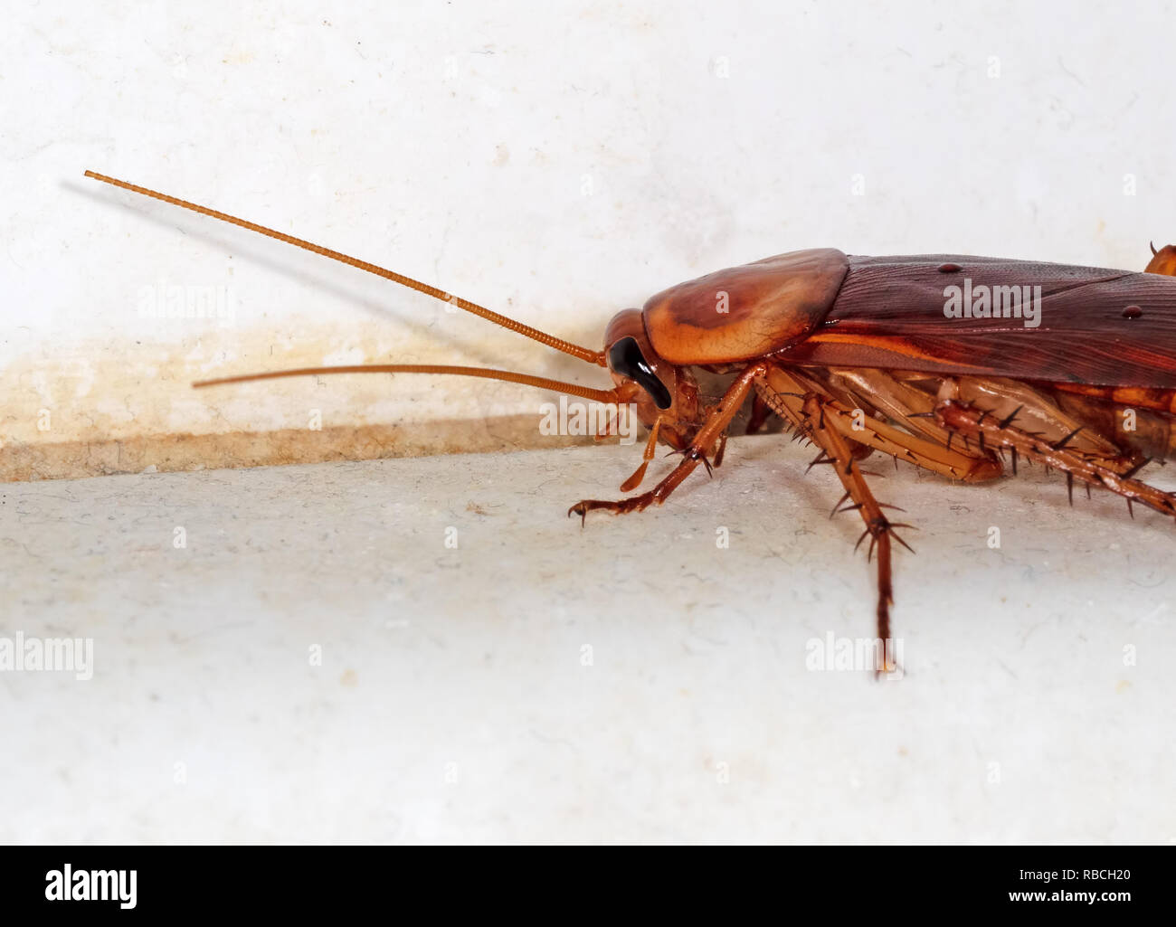 Macro Photography of Cockroach on The Floor Stock Photo - Alamy