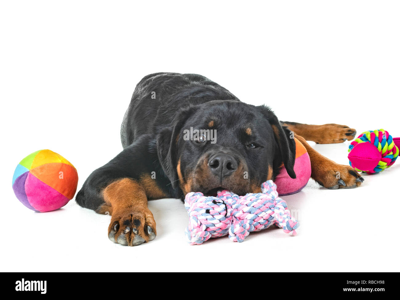 purebred rottweiler in front of white background Stock Photo - Alamy