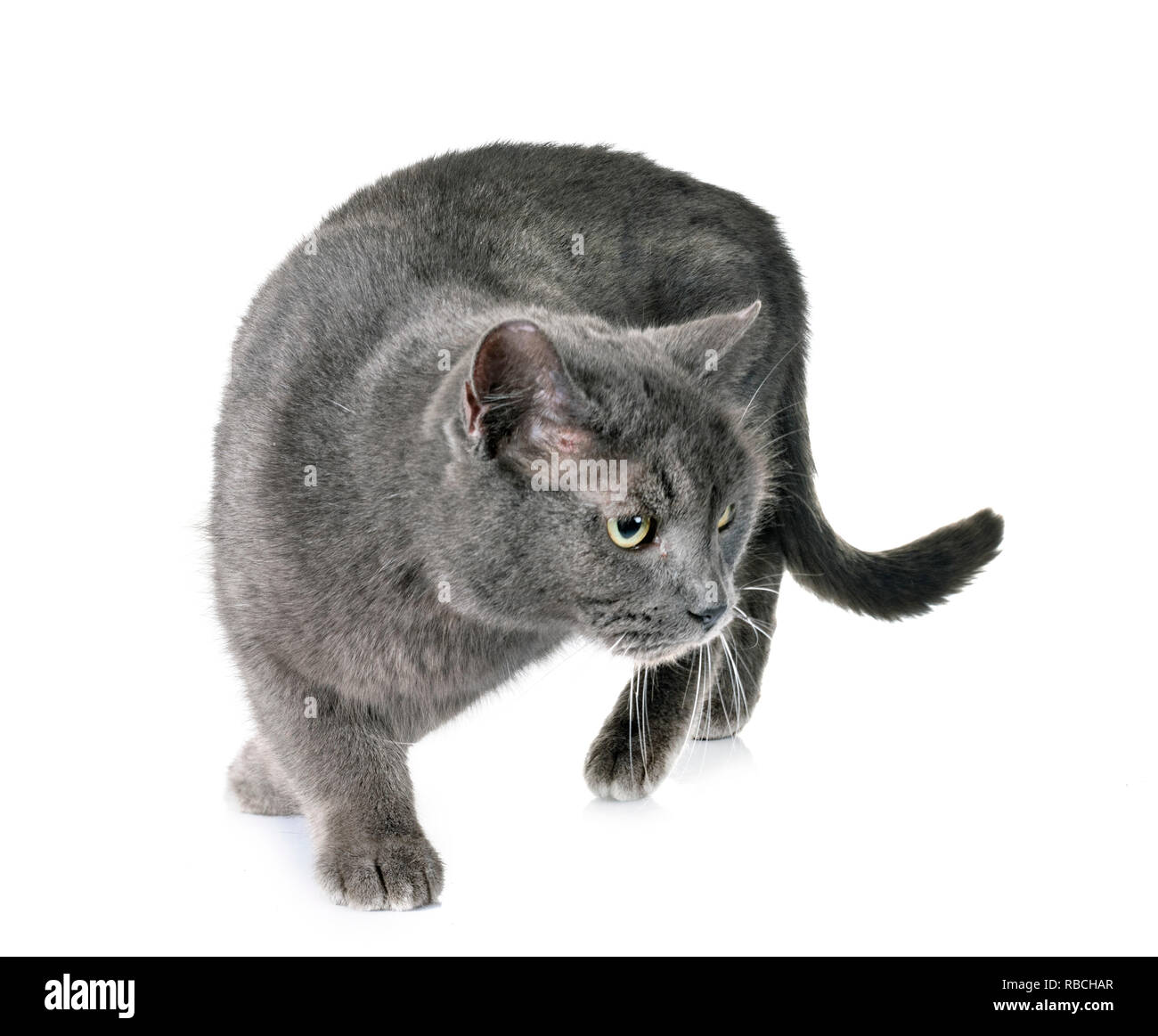 Chartreux cat in front of white background Stock Photo - Alamy