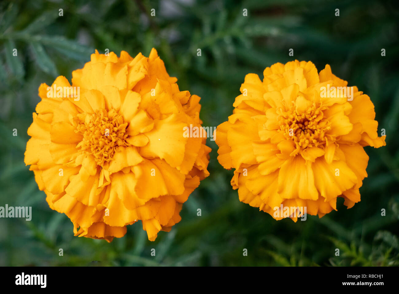 Marigold flower blooming in garden closeup view on bury background ...