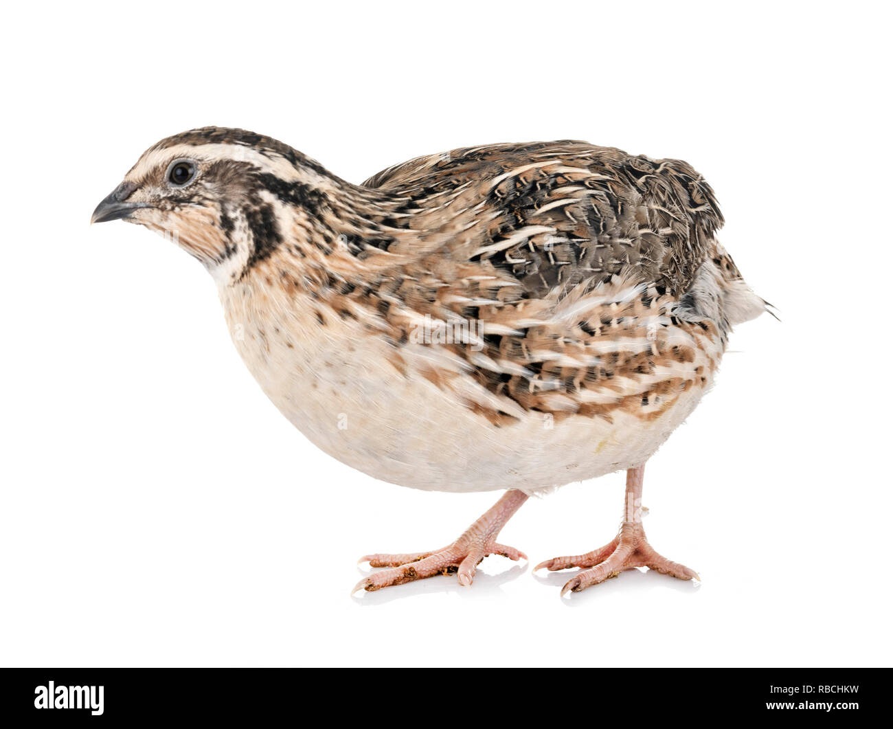 Japanese quail in front of white background Stock Photo - Alamy