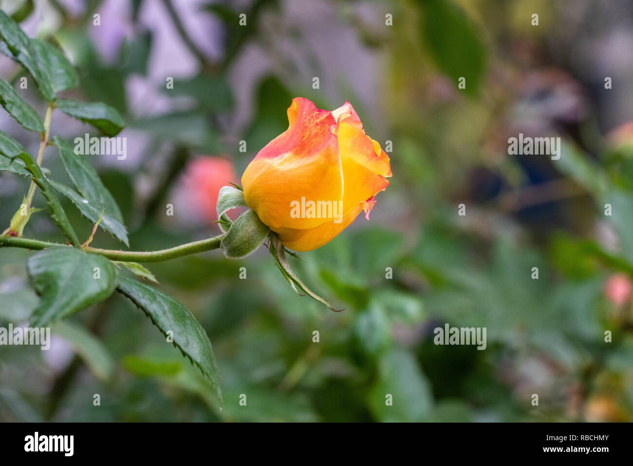 Yellow red rosebud hi-res stock photography and images - Alamy