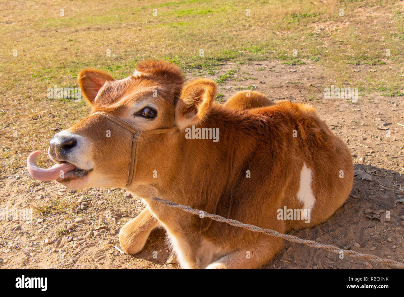 Muscle cow hi-res stock photography and images - Alamy